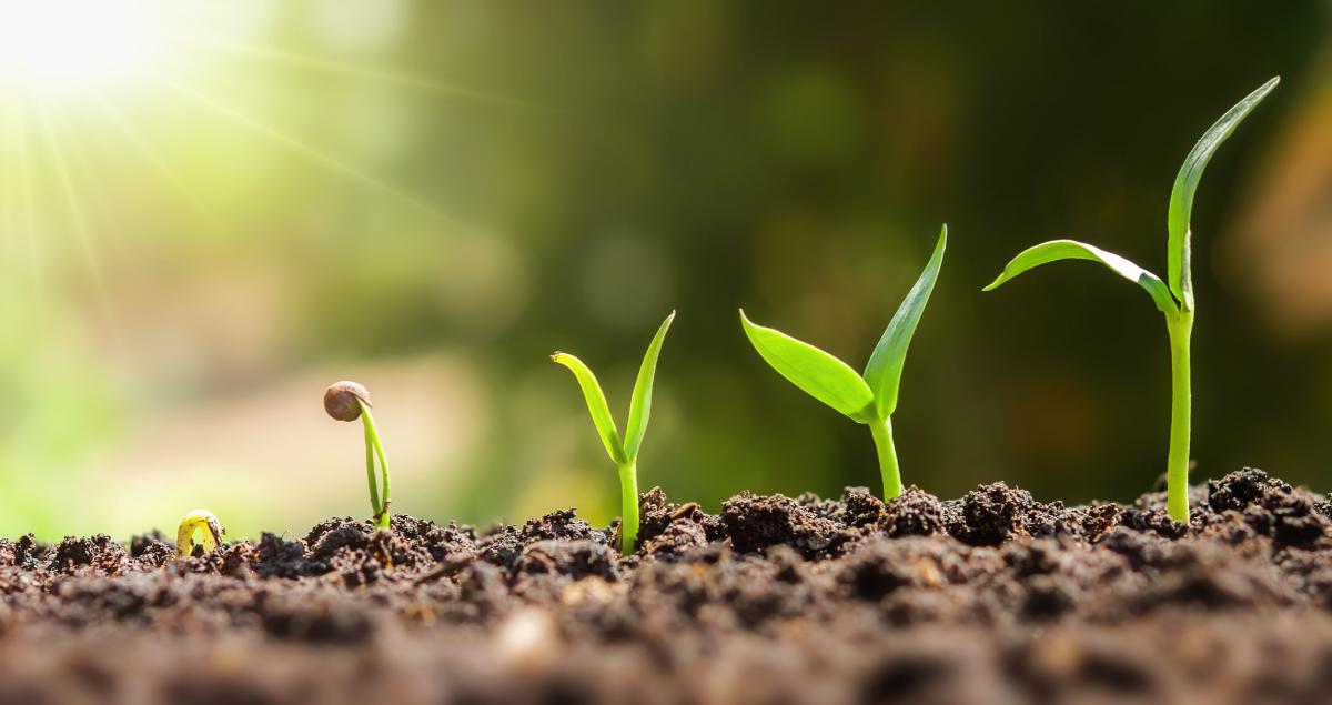 Israeli Genetics and Seed Company Betterseeds Raises Funding - Smart ...